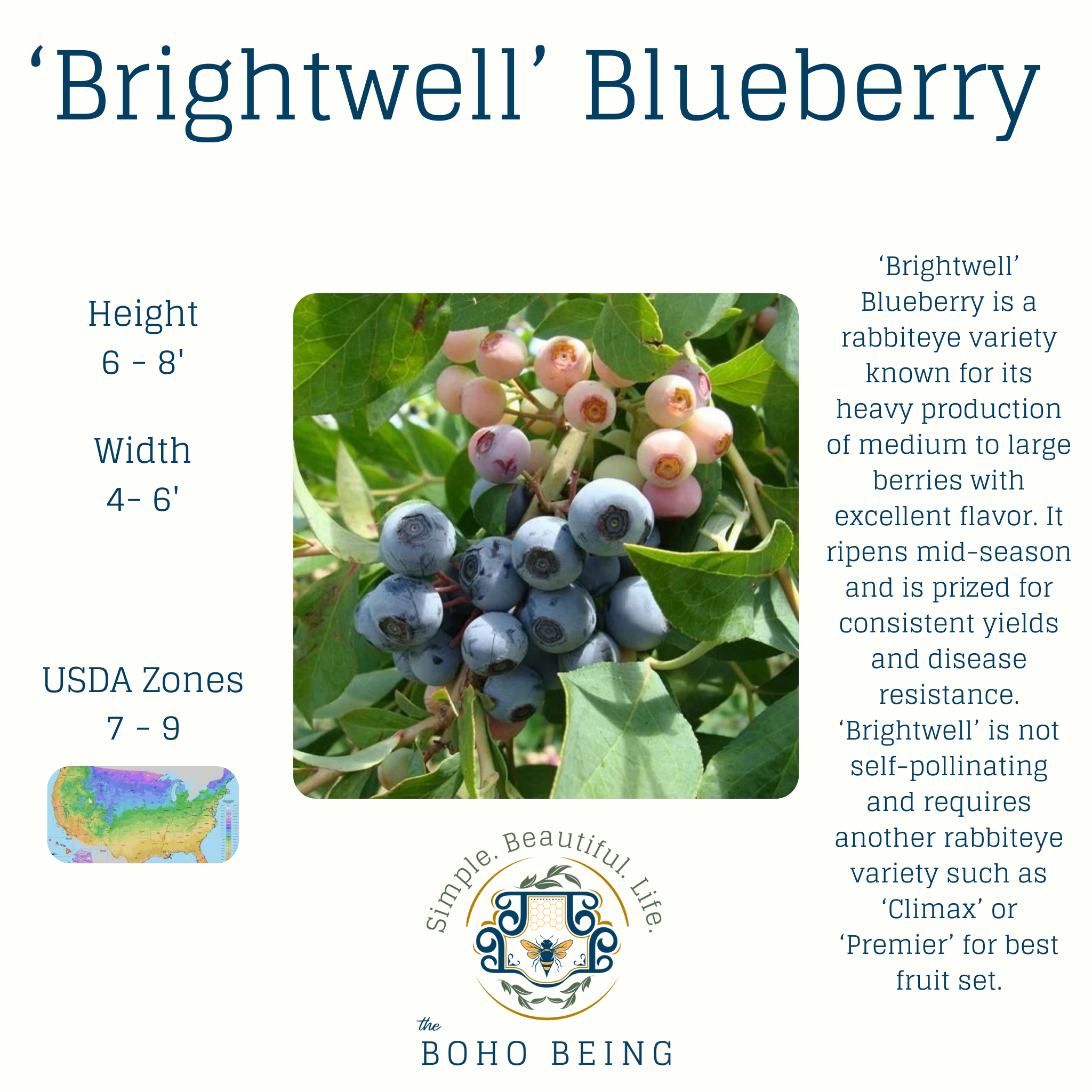 Berries - 2-3 Gallon Containers – The Boho Being, LLC