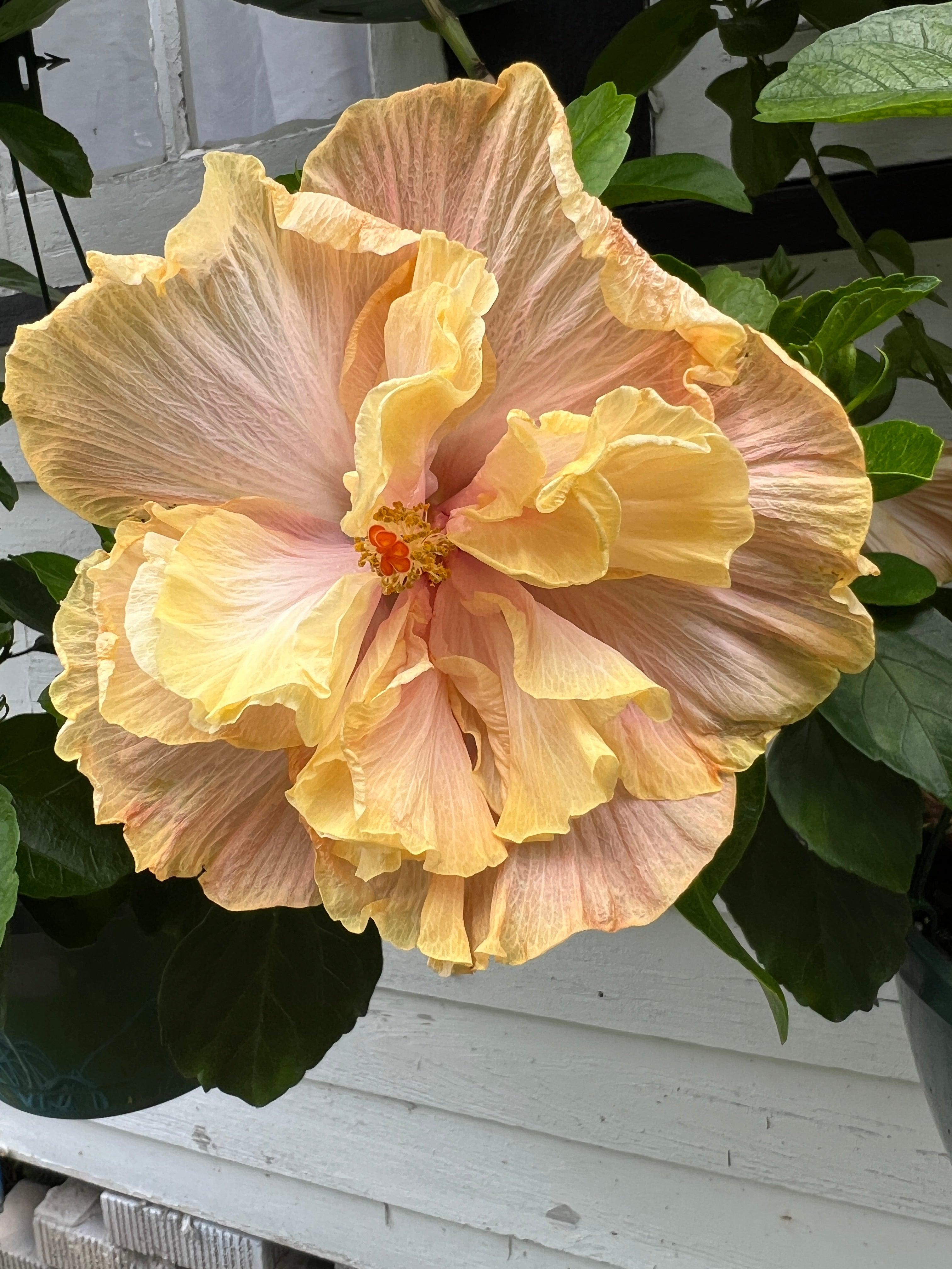 Hibiscus Rum Rascal - Cajun Hibiscus – The Boho Being, LLC